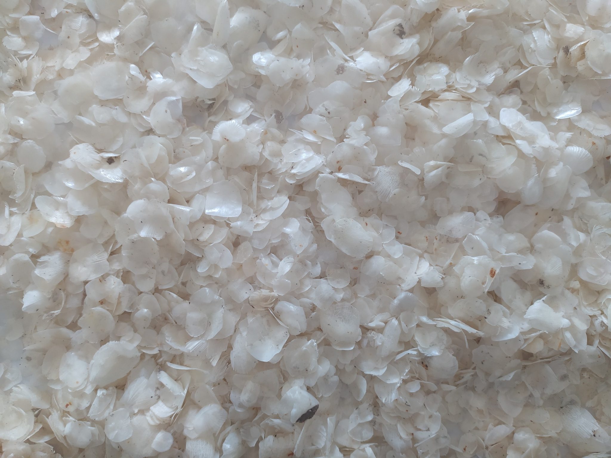 DRIED FISH SCALES - GIA GIA NGUYEN COMPANY LIMITED