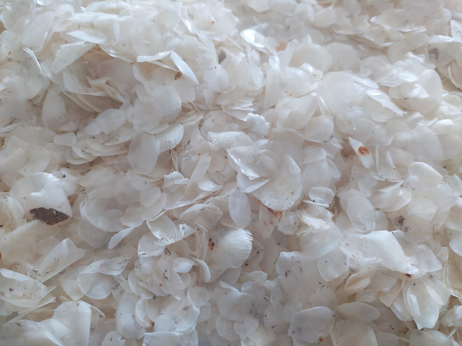 DRIED FISH SCALES - GIA GIA NGUYEN COMPANY LIMITED