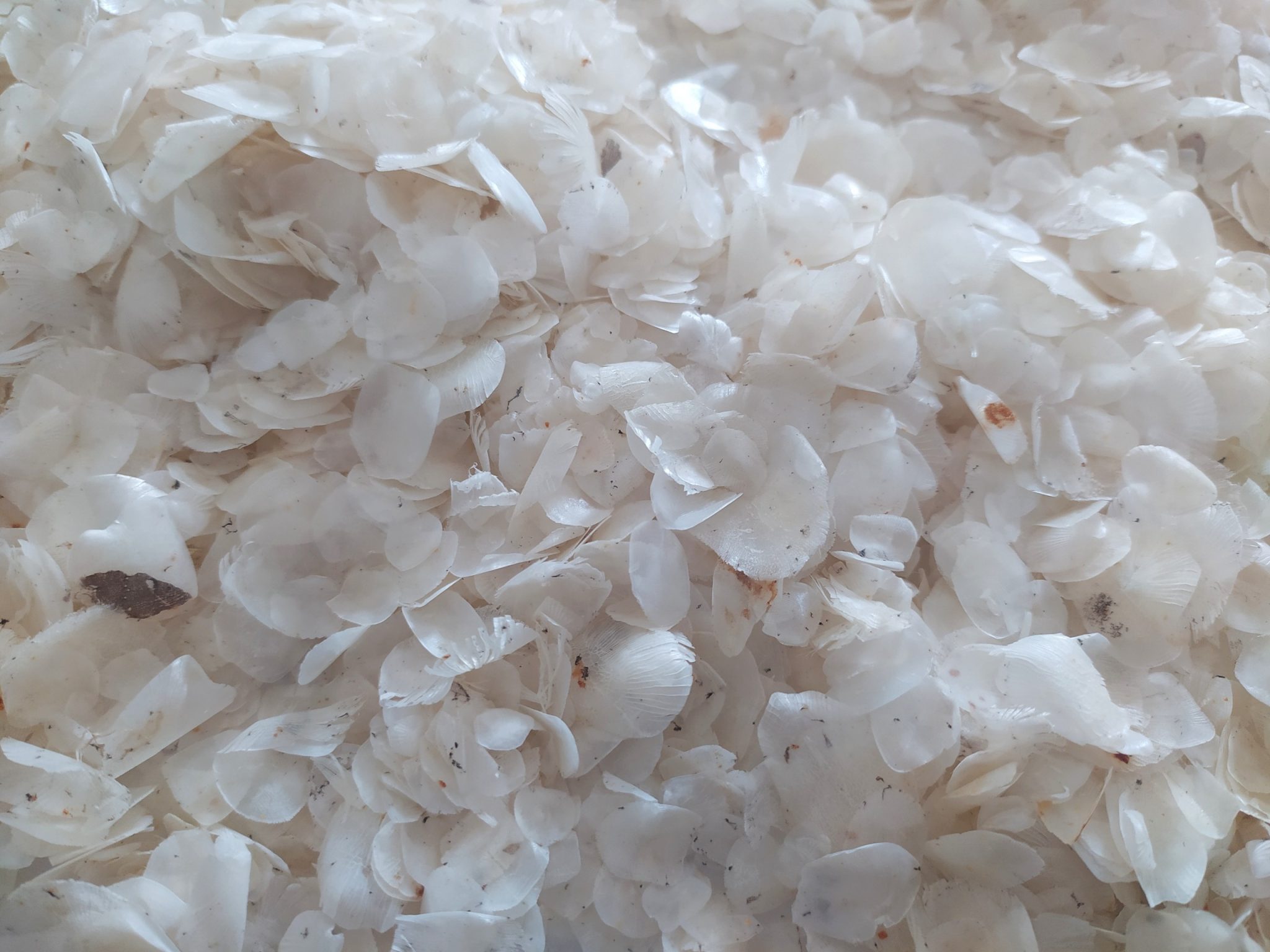 DRIED FISH SCALES - GIA GIA NGUYEN COMPANY LIMITED