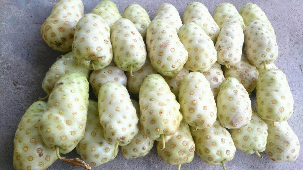 FRESH NONI FRUIT - GIA GIA NGUYEN COMPANY LIMITED