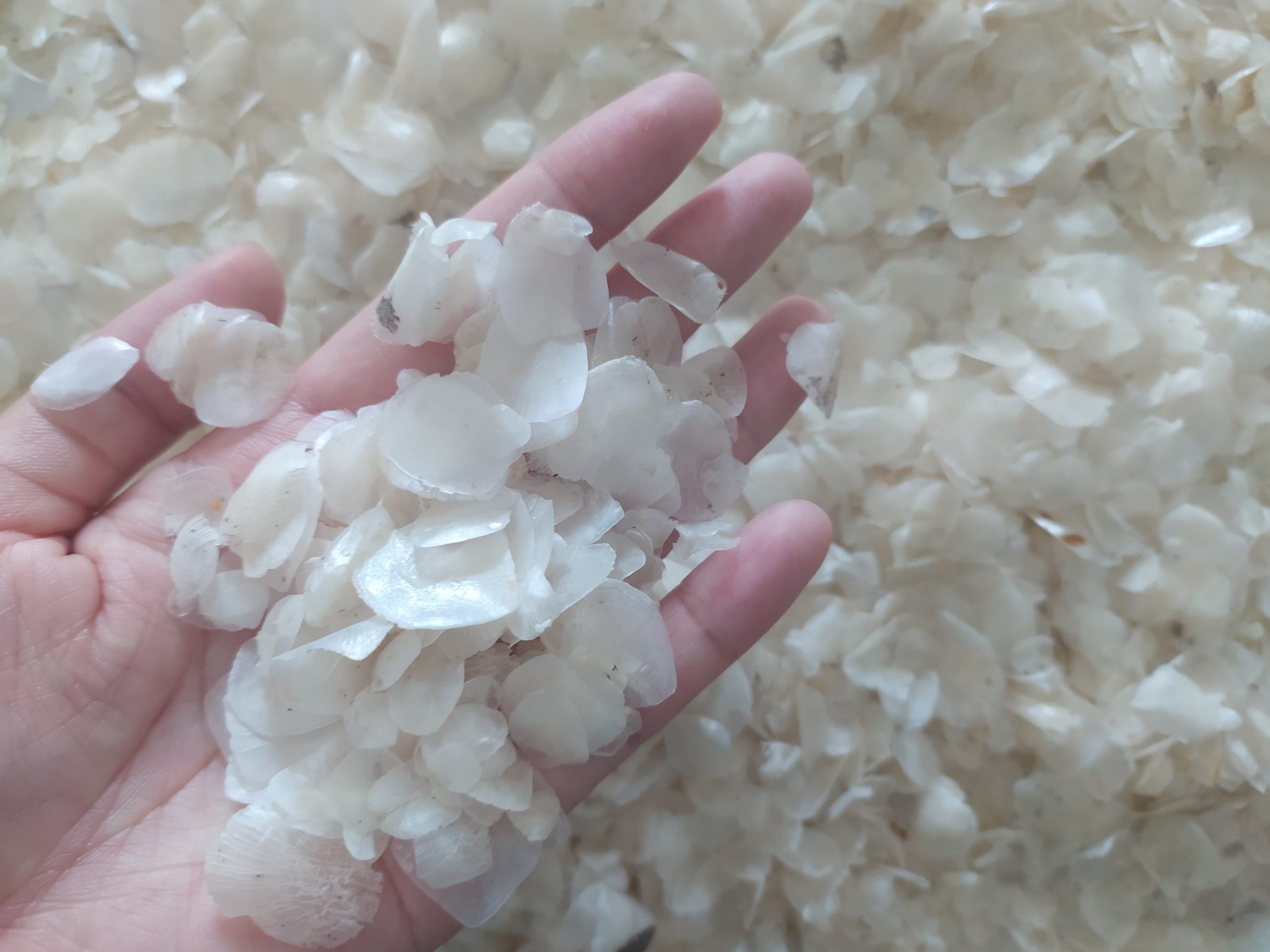 DRIED FISH SCALES - GIA GIA NGUYEN COMPANY LIMITED